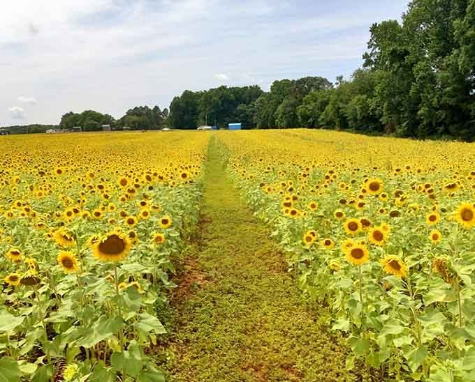 Golden pathways beckon you forward into a world where getting lost is actually the whole point.