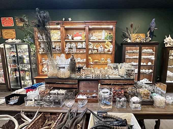 It's like a natural history museum decided to open a boutique, and honestly, we're here for every beautifully strange moment.