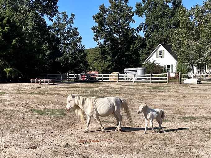 Mother and baby strolling across the arena like they own the place, which honestly, they kind of do.