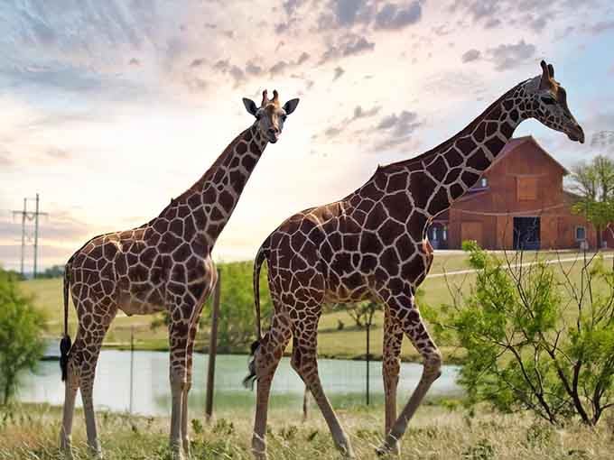 Golden hour meets giraffe hour as these majestic creatures pose like they're auditioning for a nature documentary's opening credits.