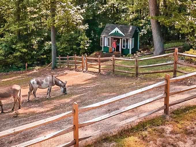 Your morning commute just got a whole lot more charming when donkeys become your new neighbors.