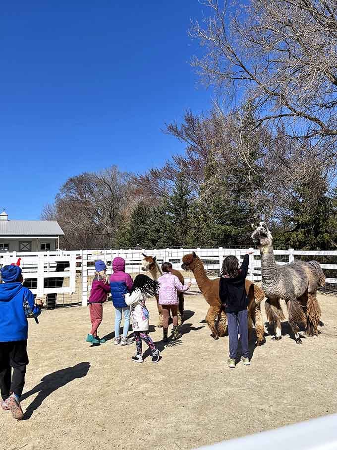 Kids meeting alpacas under blue skies proves some experiences beat any screen time hands down, every single time.