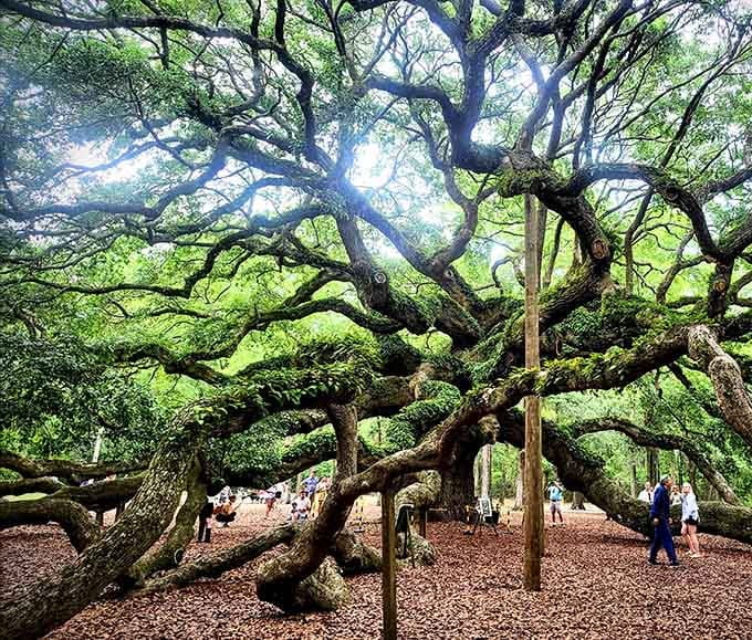 When branches have been reaching for centuries, they create their own gravity-defying architecture of pure wonder.