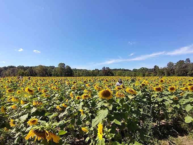 Forty acres of pure sunshine stretching toward the horizon, proving New Jersey's Garden State title isn't just talk.
