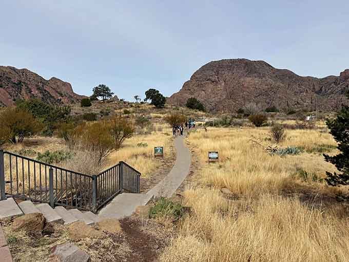 Golden grasslands frame the path ahead, where the Chisos Basin spreads out like Texas decided to create its own version of a mountain paradise, minus the crowds.
