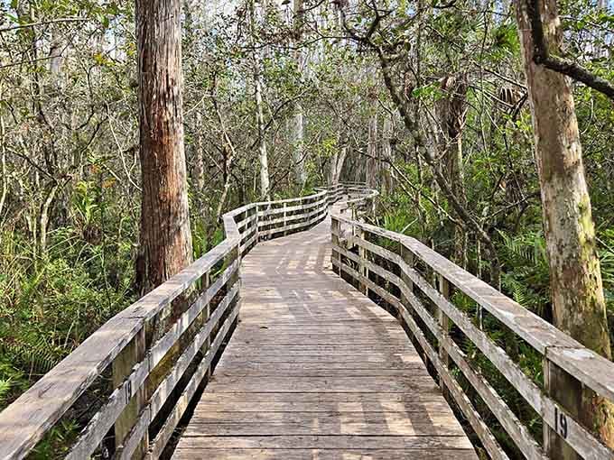 The boardwalk stretches ahead like nature's red carpet, inviting you into a world that predates shopping malls.