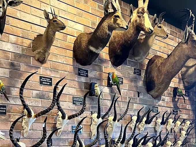 When animal heads start looking like wall art instead of hunting trophies, you know you've entered a special place.