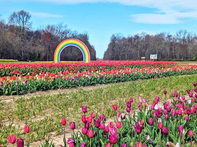 That rainbow arch isn't a pot of gold marker, but standing among these tulips feels like winning the lottery anyway.