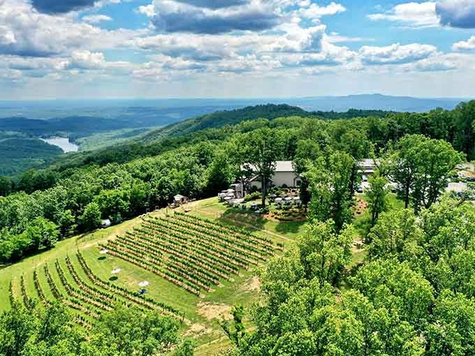 This aerial view shows rows of grapevines cascading down the hillside like nature's own stairway to wine heaven and relaxation.