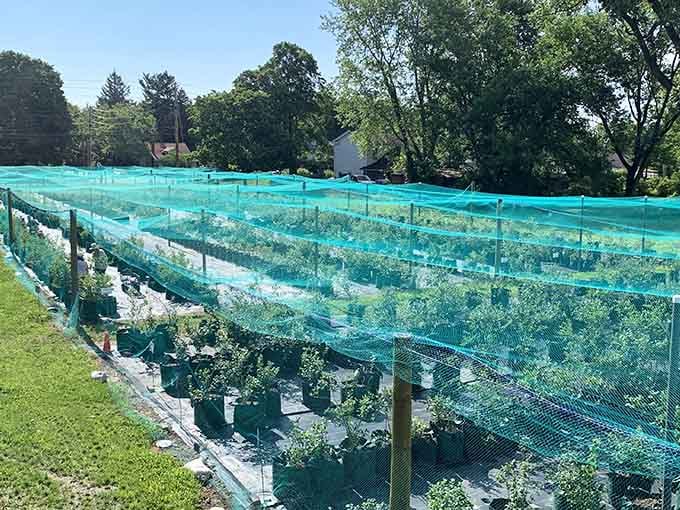 Those turquoise nets protecting rows of berry plants look like nature's own security system against hungry birds.