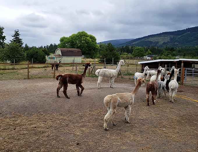 Meet your new therapists: a herd of alpacas with better hair than most Hollywood celebrities combined.