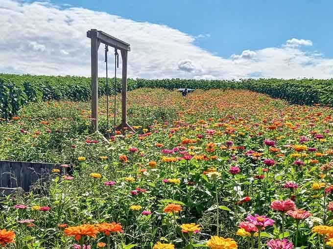 Rows of vibrant blooms stretch endlessly, proving Minnesota's countryside rivals any European postcard destination.