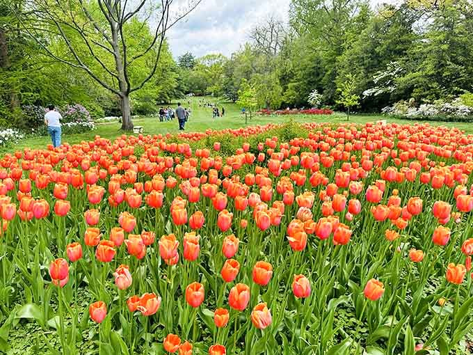 When 80,000 tulips decide to show off at once, this is what happens to your camera roll.