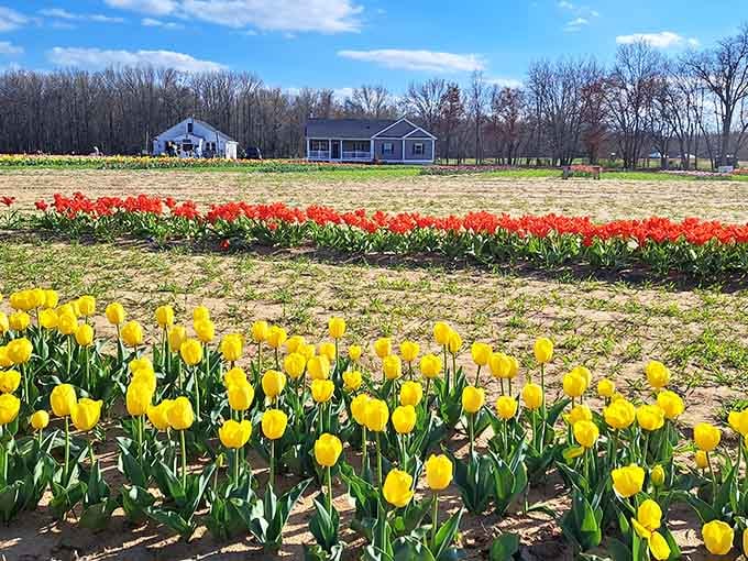 Yellow tulips in the foreground proving that sometimes the best things in life are simple, colorful, and don't require a plane ticket.