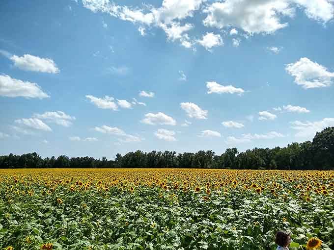 Thousands of natural mood boosters standing at attention, ready to turn your frown upside down instantly.