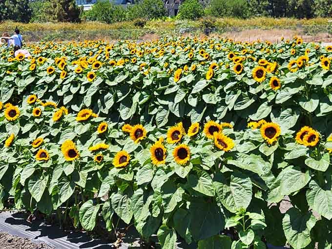 When sunflowers decide to throw a party, they don't mess around with the guest list.