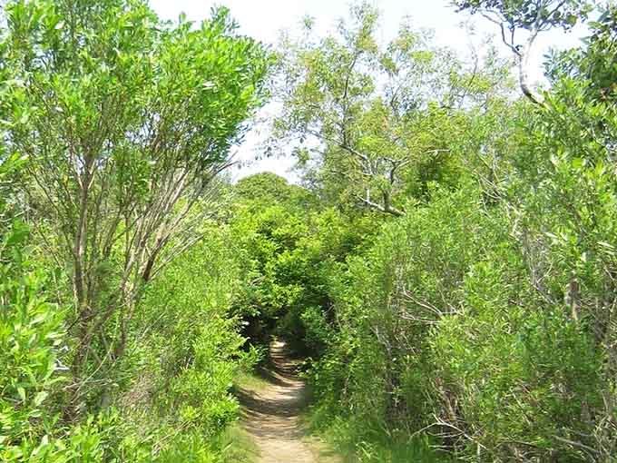 This tunnel of green feels like walking through a living cathedral, minus the uncomfortable pews.