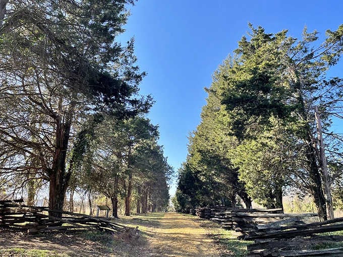 These towering trees create a natural cathedral that'll make you forget all about your smartphone notifications.