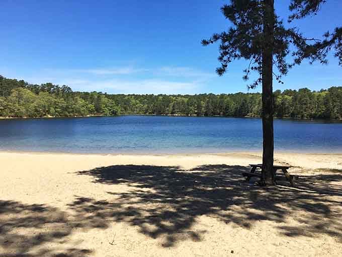 Your new favorite picnic spot comes with complimentary shade and a view that beats any restaurant patio.