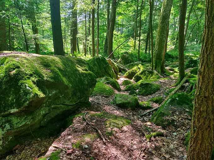 Those moss-covered boulders look like they've been here since dinosaurs roamed Connecticut, minus the dinosaurs.