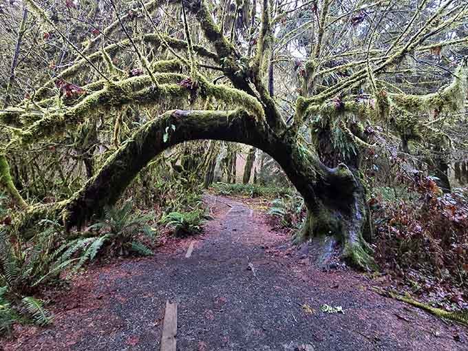 Nature's own archway welcomes you like Middle-earth made real, moss dripping from every magical curve.
