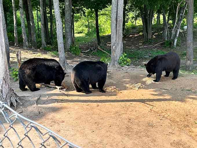 Three bears casually hanging out like they're waiting for their coffee order at the world's furriest caf&eacute;.
