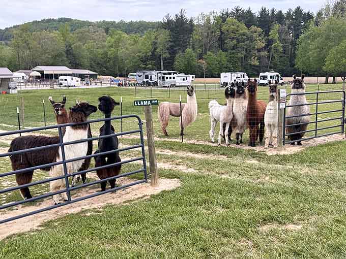 When llamas line up at the fence like this, they're either expecting treats or judging your life choices.