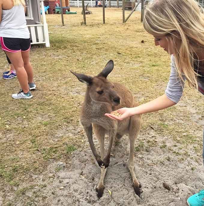 This hungry kangaroo is ready for snacks and cuddles, making every visitor feel like a true wildlife expert instantly.