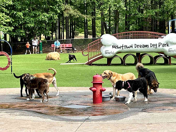 Furry friends gather around the fire hydrant fountain for some splashing fun and socializing on a beautiful day at the park.