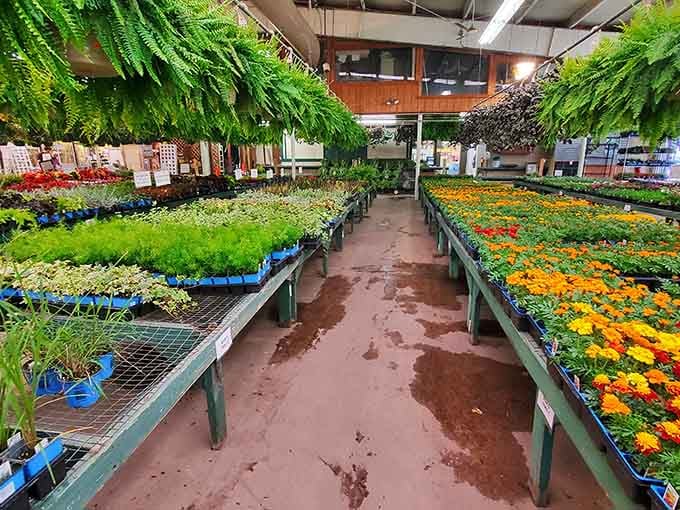 Rows of vibrant blooms stretch endlessly, proving that paradise might just smell like petunias and possibility.