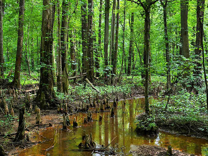 Nature's own sculpture garden, where every twisted root tells a story older than your great-grandparents' wedding china.