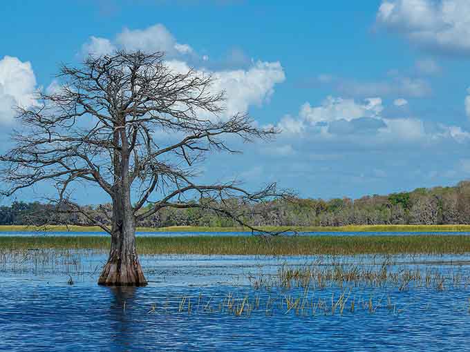 That lone cypress standing in the shallows like a natural monument to Florida's untamed beauty and endless patience.