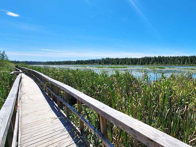 This boardwalk stretches into wetland paradise where cattails sway and blue skies meet emerald forests perfectly.