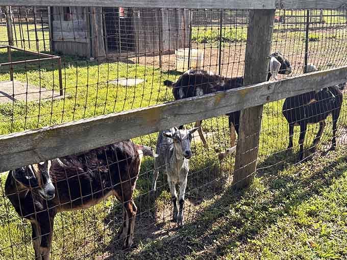 These curious goats are ready to judge your life choices while you pet them through the fence.