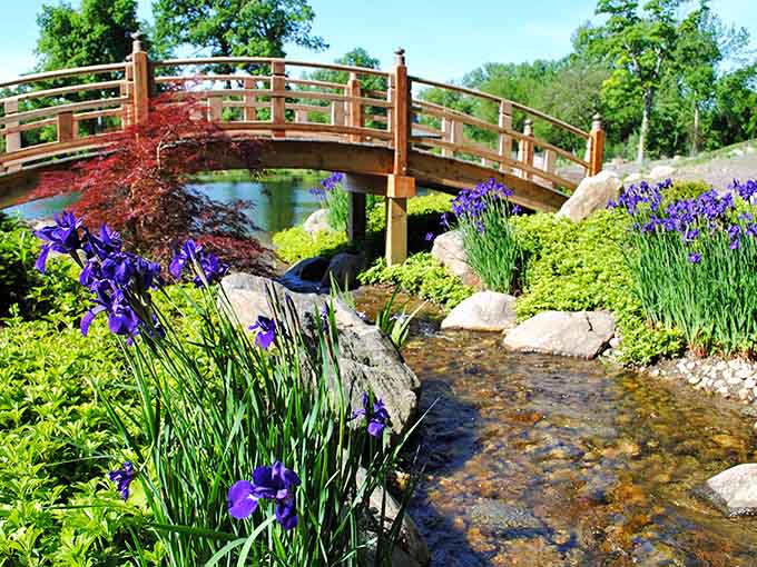 That wooden bridge arching over purple irises isn't just pretty, it's your gateway to garden paradise.