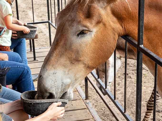 That gentle expression says "friend," but those soft lips say "hand over the snacks, please and thank you."