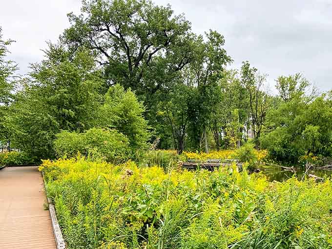Lush summer greenery surrounds the peaceful wetlands, proving that paradise doesn't require a road trip when it's hiding in your own city.