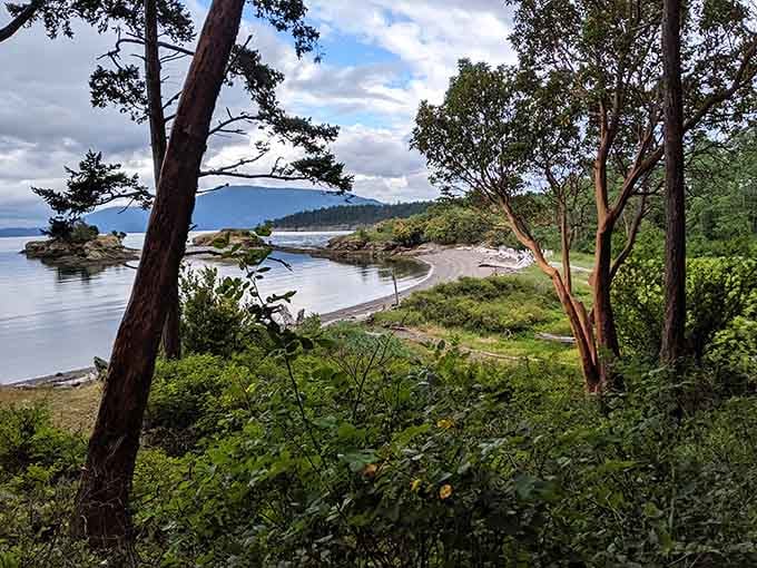 This scenic overlook showcases Sucia's stunning coastline, where madrone trees frame views of hidden coves and distant islands beyond.