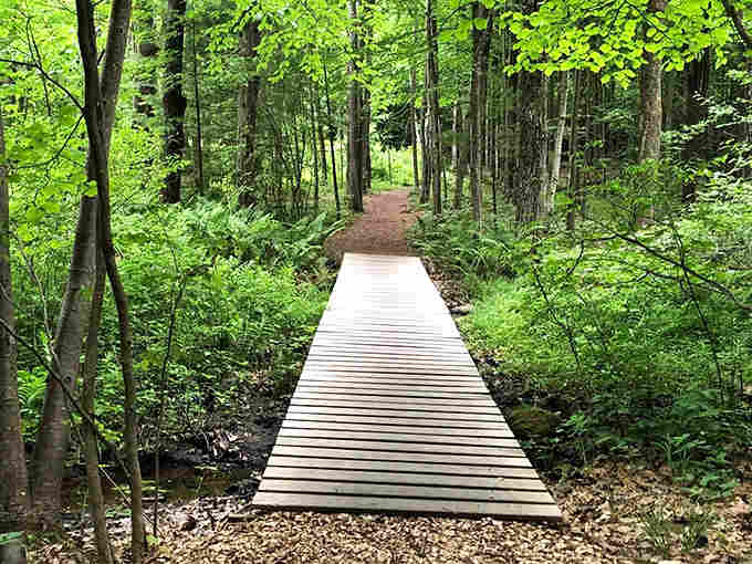 Wooden boardwalks guide you through lush forest sections, keeping your feet dry while you enjoy the natural beauty surrounding you.