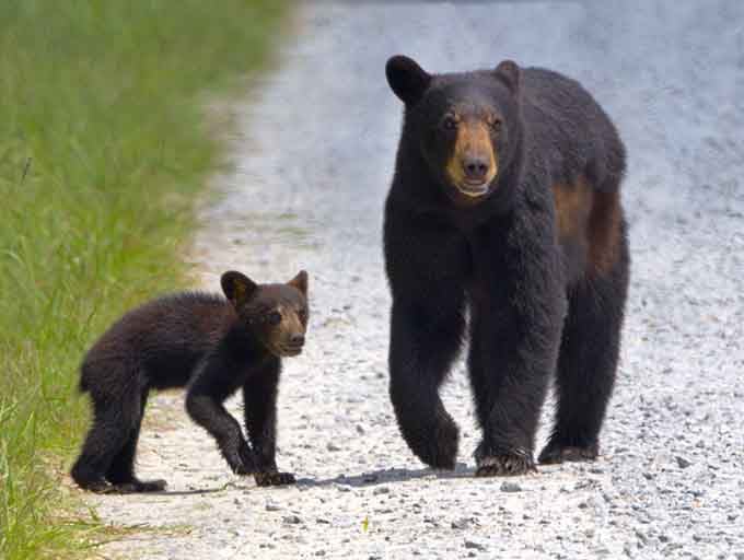 A mama bear and her cub stroll down the gravel road like they're window shopping on Main Street.