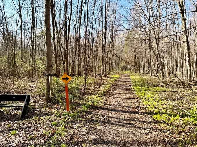 Early spring on the trail means bare trees and endless possibilities, like a blank canvas waiting for nature's paintbrush.