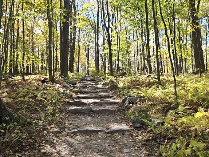 Those golden autumn leaves filtering sunlight through the canopy make every upward step feel like walking through nature's cathedral.