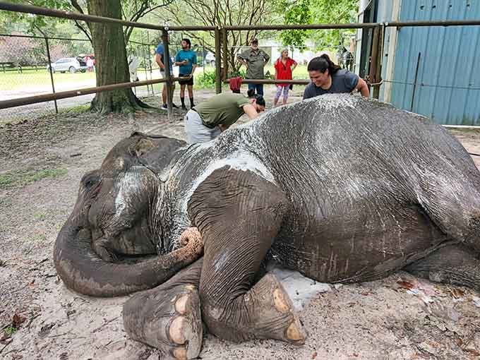 Getting up close with these gentle giants is the kind of experience that stays with you forever.