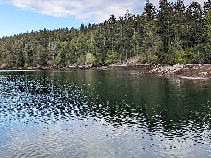 Forest trails wind through towering trees and moss-covered paths, leading adventurers to discover Sucia Island's many natural wonders and scenic overlooks.
