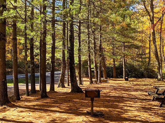 Golden hour transforms these picnic tables into the most peaceful dining room you'll find anywhere in Pennsylvania.