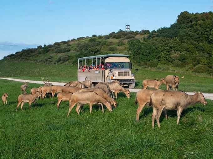 Nothing says "Ohio adventure" quite like a safari bus surrounded by rare antelope grazing peacefully on reclaimed land.
