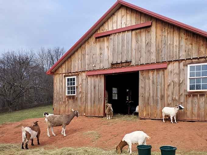 The stunning barns and pastures at Poplar Spring Animal Sanctuary create a picture-perfect setting for unforgettable animal encounters.