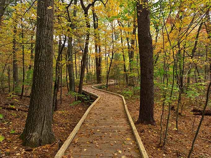 Fall's golden hour transforms these boardwalk trails into something straight out of a Tolkien novel, minus the orcs.