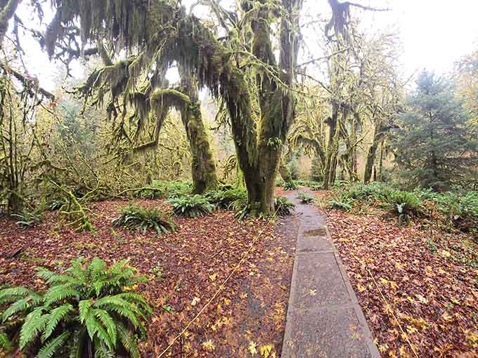 Moss-draped giants line the trail like nature's own cathedral, and yes, you're allowed to feel small.