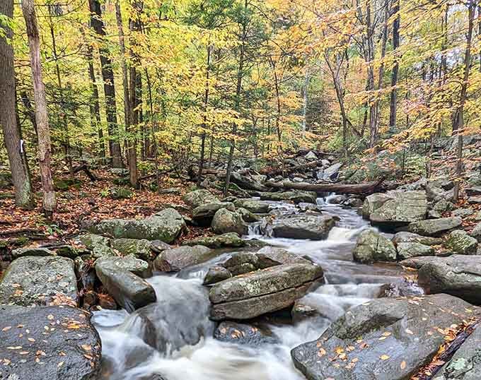 Nature's own amphitheater, where the only performance you need is sunlight filtering through leaves and pure oxygen.